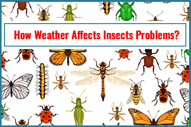 Blog | Yellow Pages of Pakistan